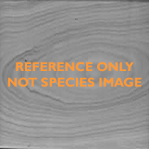 Blue Mahoe Wood | Blue Mahoe Timber | Hibiscus Elatus