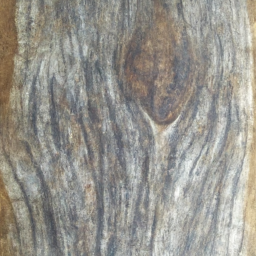 Indian Silver Greywood | Terminalia Bialata