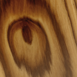 White Hazelwood | Symplocos Stawellii